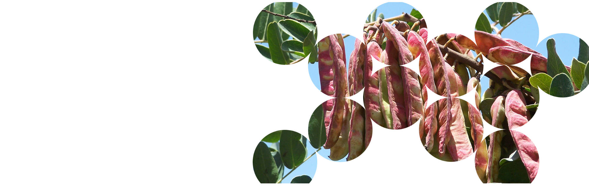 Food ingredients manufacturer, ingredients sales, food technology and ...